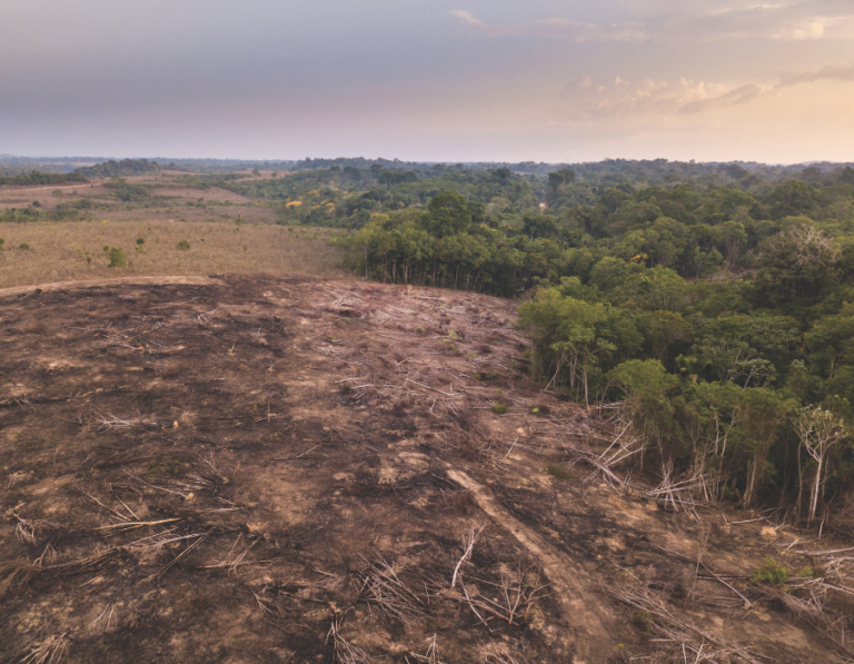 Can Brazil save its carbon markets?